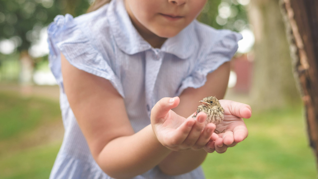 What to do if you find a baby bird: A vet’s guide | PetsRadar
