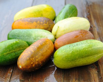 Cucumber Yellowing: Common Causes & How To Prevent Them | Gardening ...