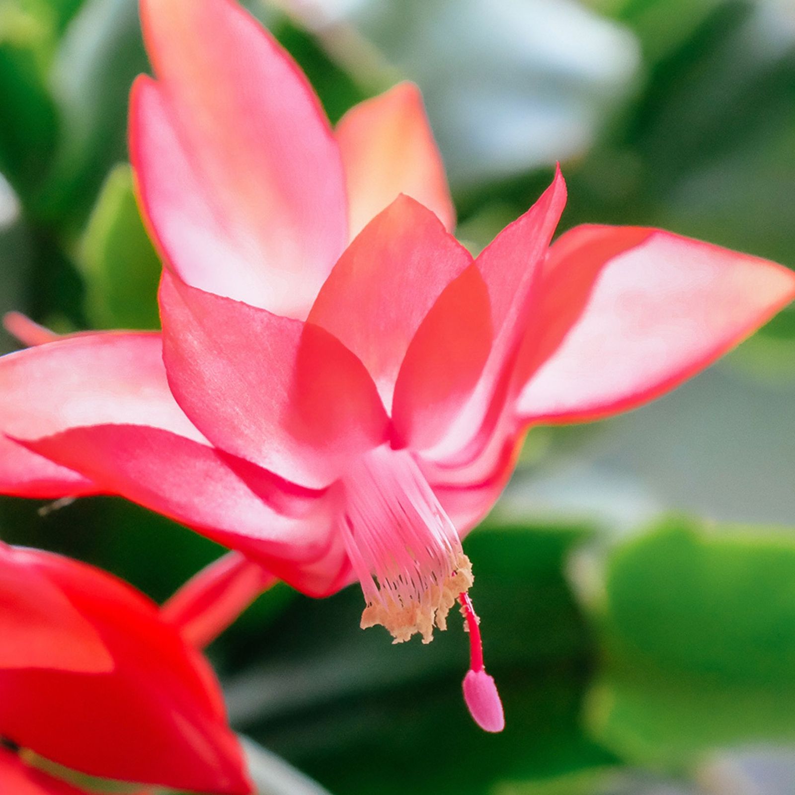 8 common Christmas cactus problems and how to solve them | Ideal Home