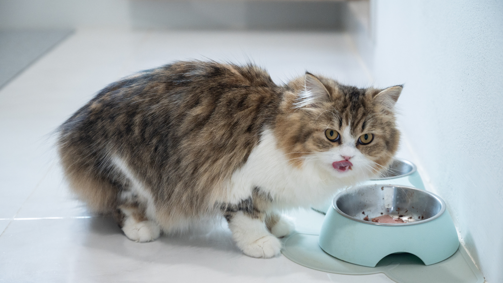 Cat eating too fast: How to help if your cat overeats too quickly ...