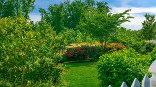 How to transplant a magnolia tree or bush: a step-by-step guide | Homes ...
