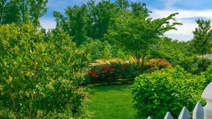 How to transplant a magnolia tree or bush: a step-by-step guide | Homes ...