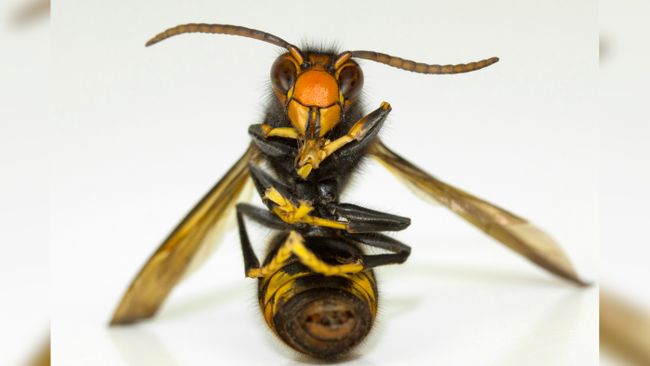 Photos: Murder hornets will haunt your nightmares | Live Science