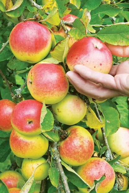 Harvesting apples: how to pick apples correctly | Gardeningetc
