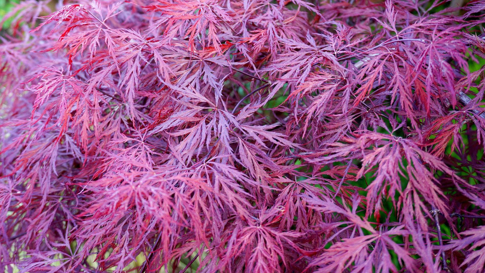 Japanese Maple Color All Year: Trees For 4-Season Beauty | Gardening ...
