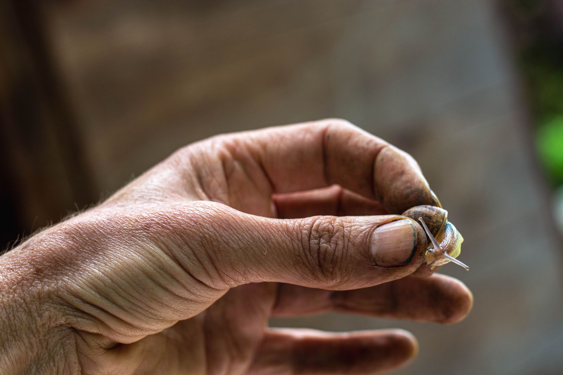 How To Get Rid Of Snails Without Harming Plants Or Pets | Gardening ...