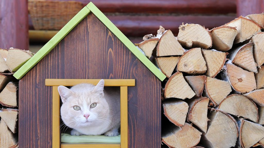 How to care for outdoor cats to keep them safe and healthy | PetsRadar