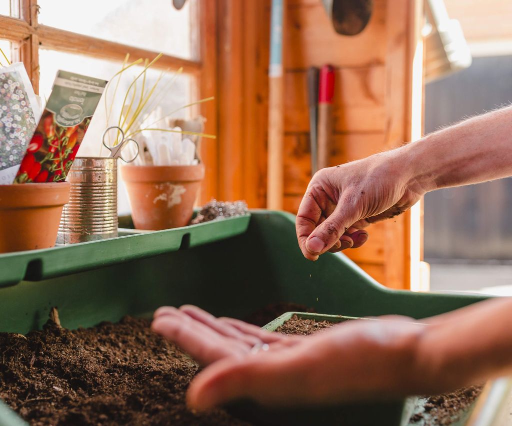 How to sow seeds indoors: tips from a professional gardener | Homes and ...
