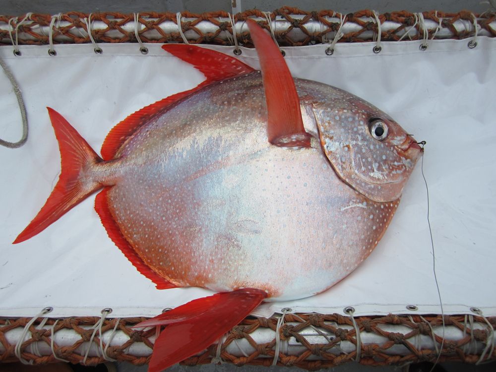 Moonfish: The first warm-blooded fish (photos) | Live Science
