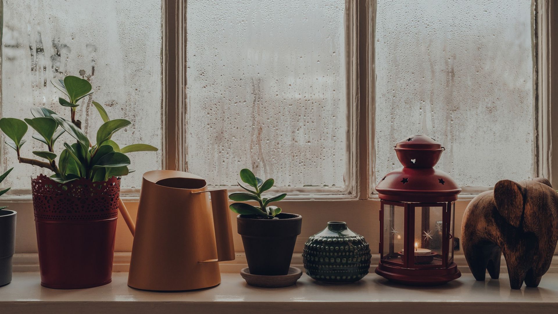 Which plants need humidity? | Live Science