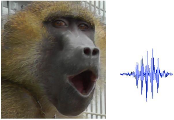 Baboons Vocalizations Hint at Origins of Human Speech | Live Science