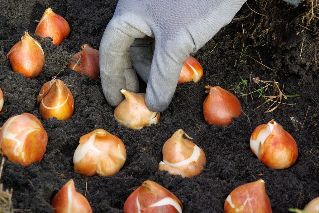 Planting Bulbs In The Ground – Learn How Deep To Plant Bulbs ...