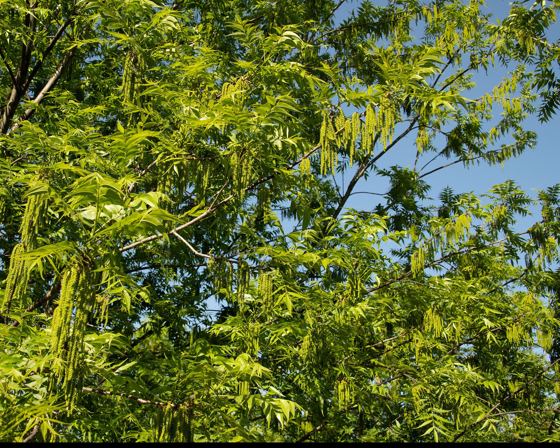 Pecan tree care and growing guide: expert tips for success | Gardeningetc