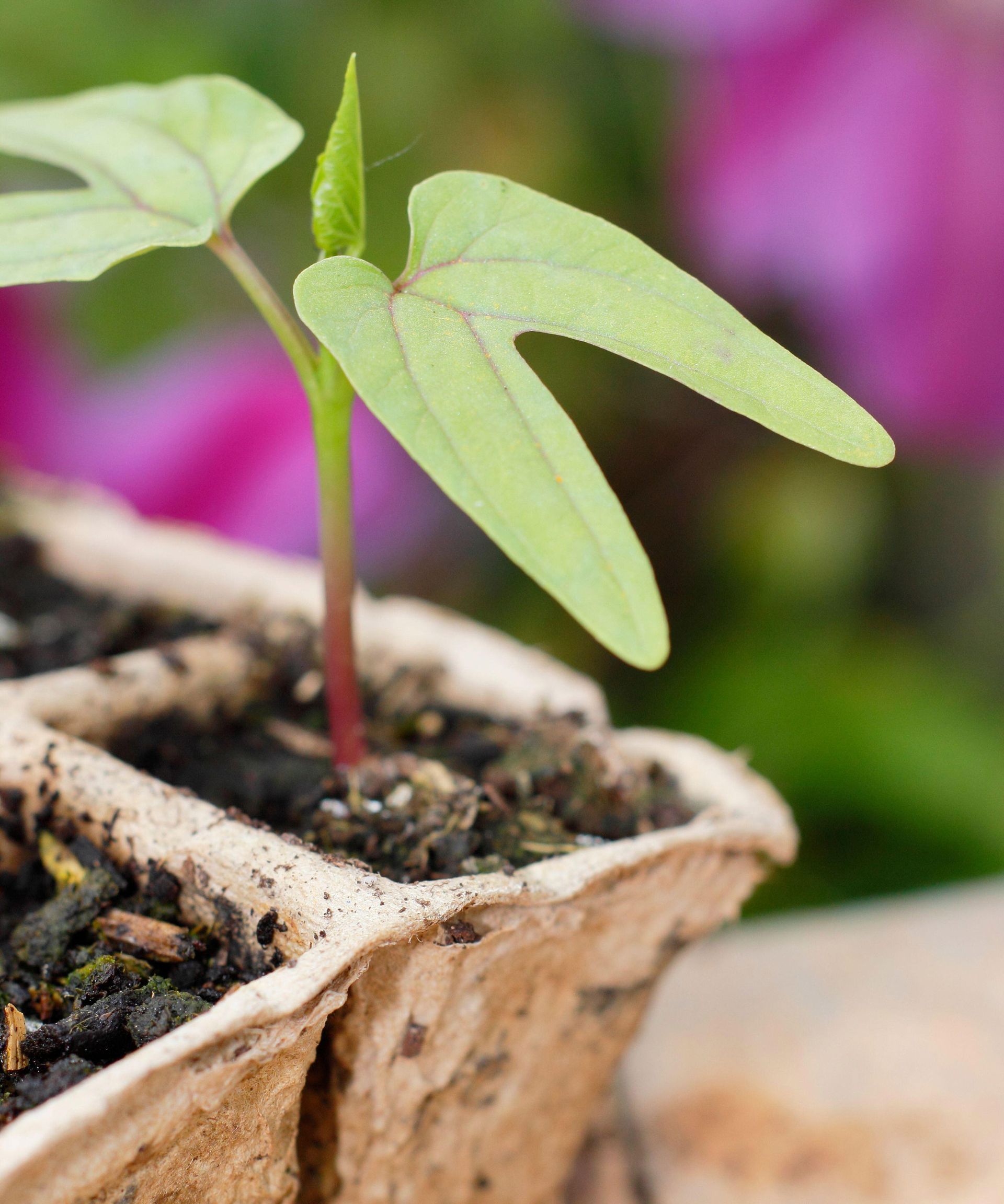 Morning glory care and growing guide: tips for these climbers ...