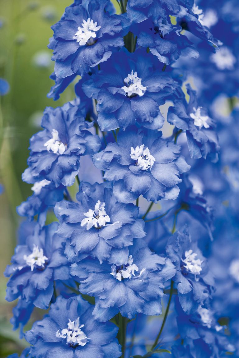 How to grow delphiniums: Which ones to plant, where to place them, and ...
