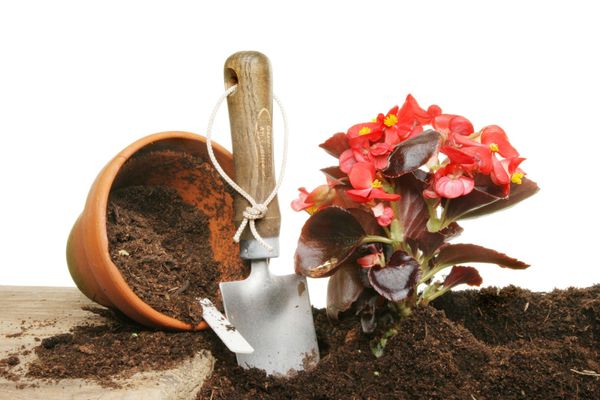 Tips & Information about Begonias | Gardening Know How