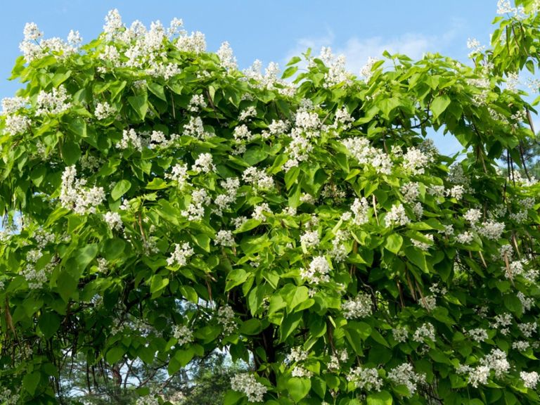 What Is A Catalpa Tree - Growing Catalpa Trees In The Landscape ...