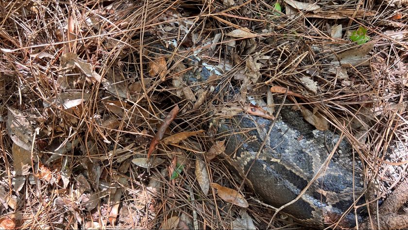 Watch a python swallow an impala whole in this jaw-dropping video ...