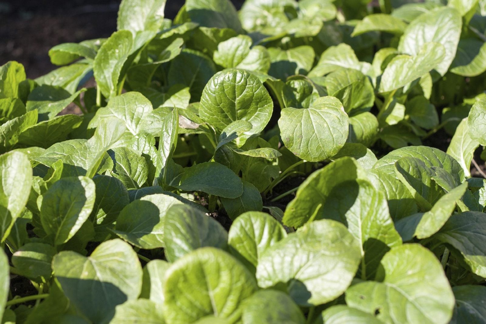 Komatsuna Facts - What Is Komatsuna And What Does Komatsuna Taste Like ...