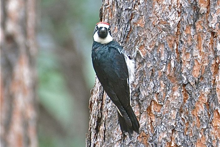 Of a Feather: Photos Reveal Stunning Birds of the Southwest | Live Science