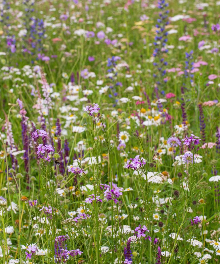 How to plant a wildflower meadow: in gardens of all sizes | Homes and ...