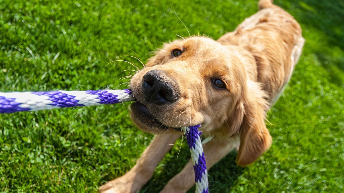 I played these 7 fun games to engage my reactive dog and they improved ...