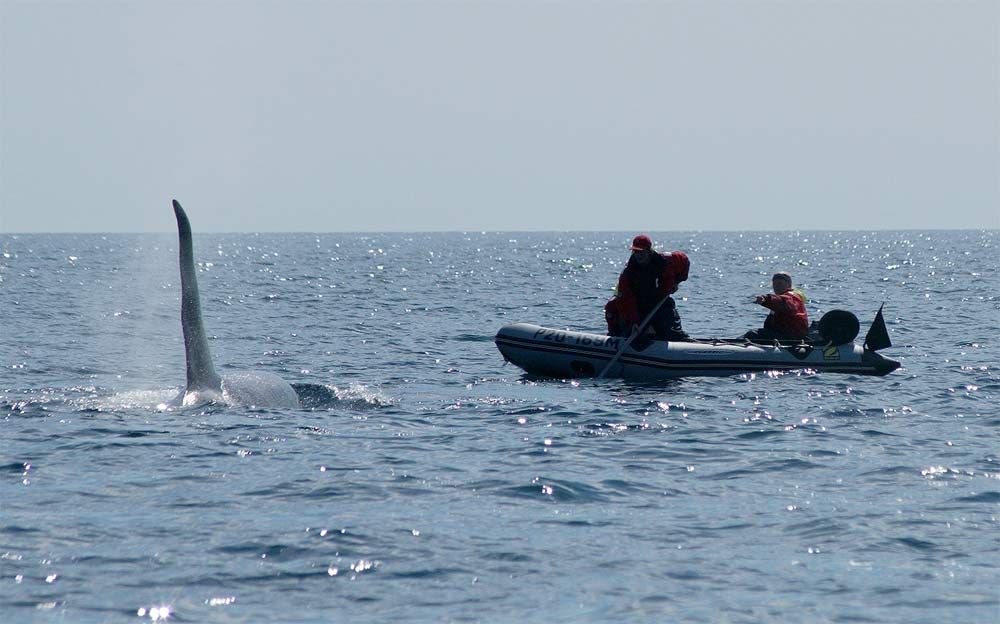 Image Gallery: Russia's Beautiful Killer Whales | Live Science