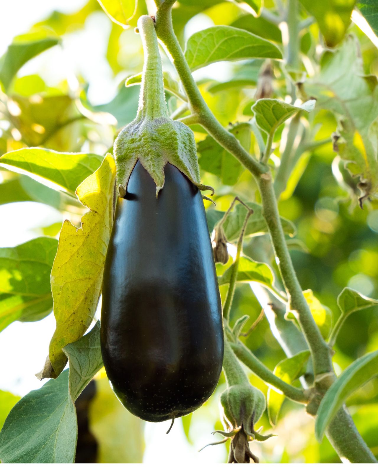 How to grow eggplant: when and where to plant the tasty crop | Homes ...