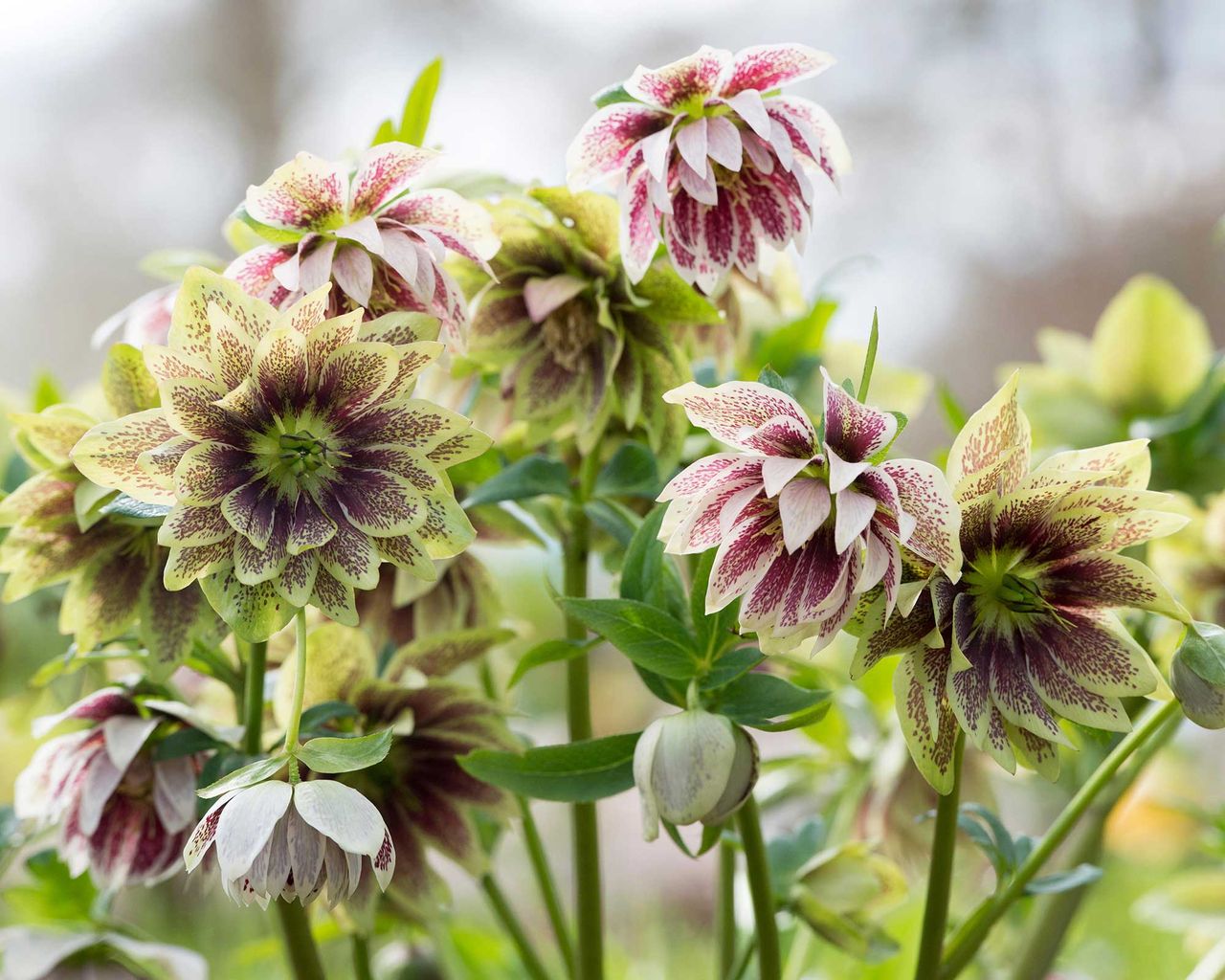 Types of hellebores: 13 varieties to brighten winter gardens | Gardeningetc