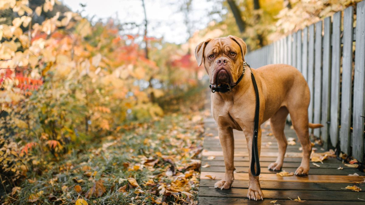 20 wrinkly dog breeds from little pugs to giant mastiffs | PetsRadar