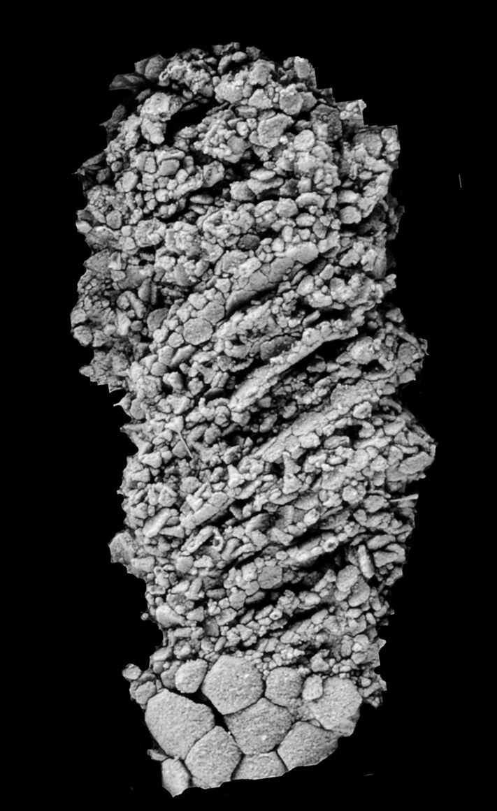 Image Gallery: Bizarre Cambrian Creature | Live Science