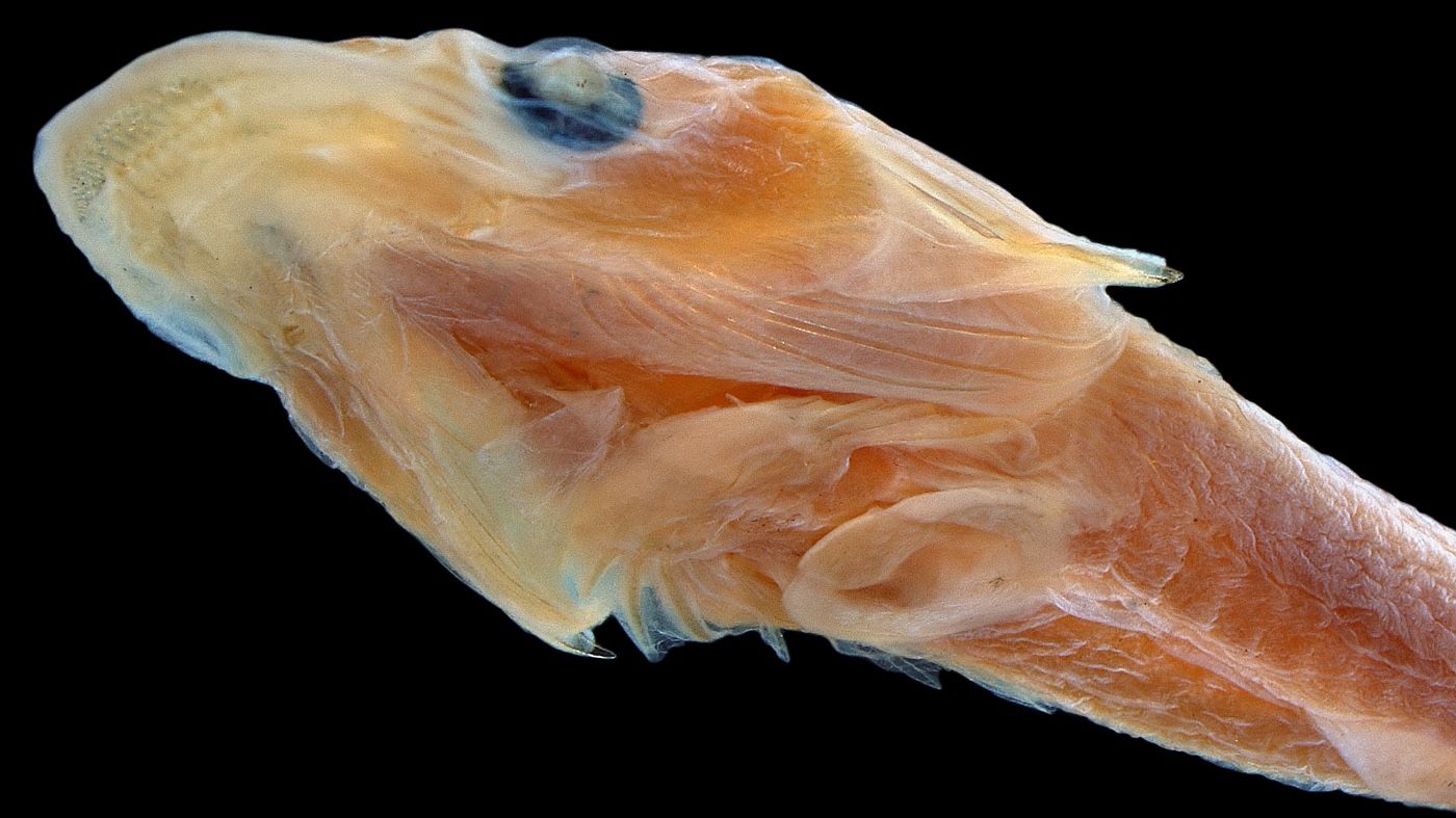 What Has 1,800 Teeth and a Suction Cup? A New Clingfish Species | Live ...