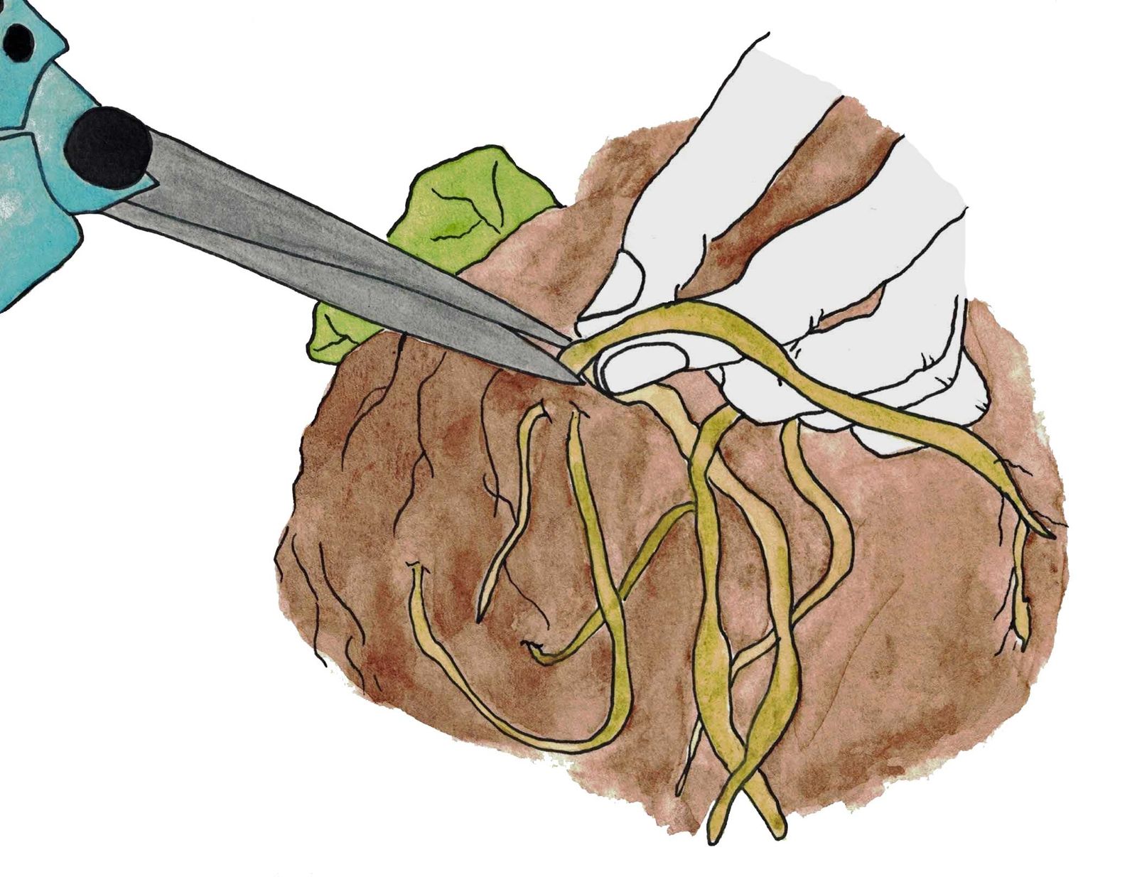 Root Cutting Technique - Learn How To Take Root Cuttings From Plants ...