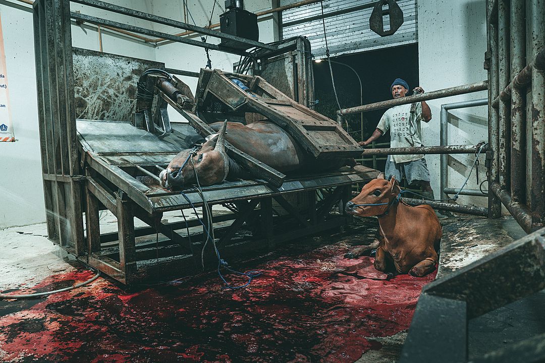 Shocking animal farm conditions revealed thanks to photojournalism ...