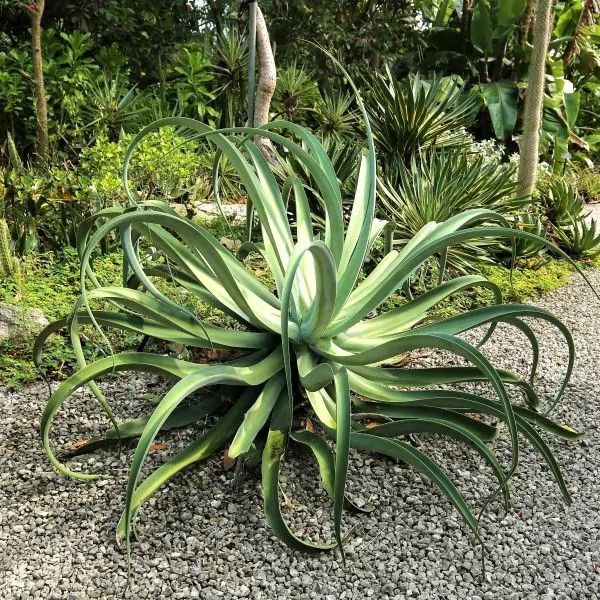 Best desert plants: 6 drought-tolerant shrubs and flowers | Homes and ...