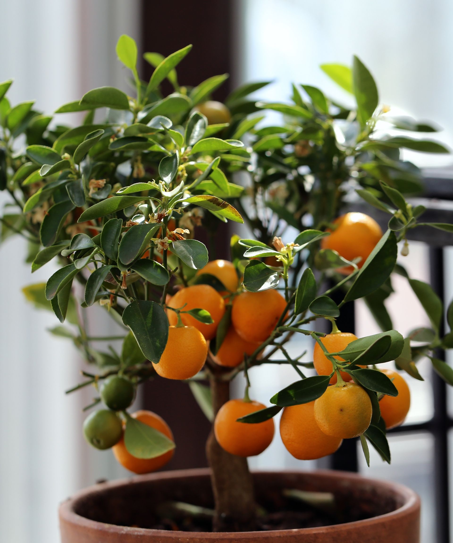 5 mistakes to avoid when growing citrus inside | Homes and Gardens