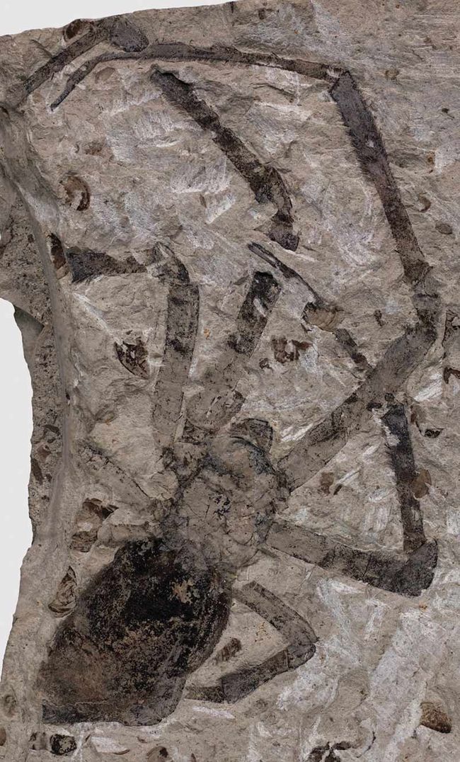 Largest Fossil Spider Found in Volcanic Ash | Live Science