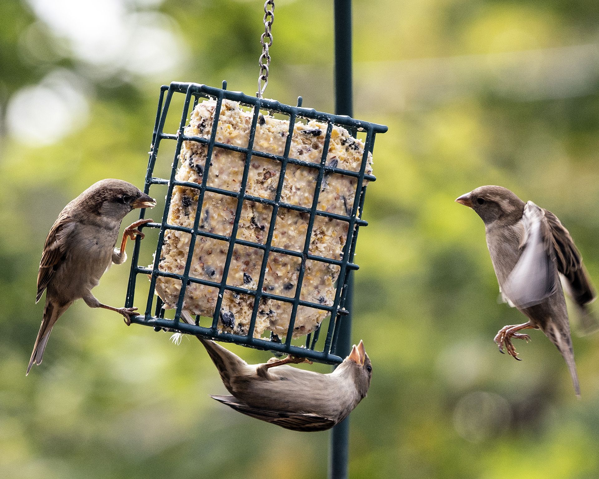 Winter Bird Feeding Staples: Simple Bird Food For Wild Birds ...