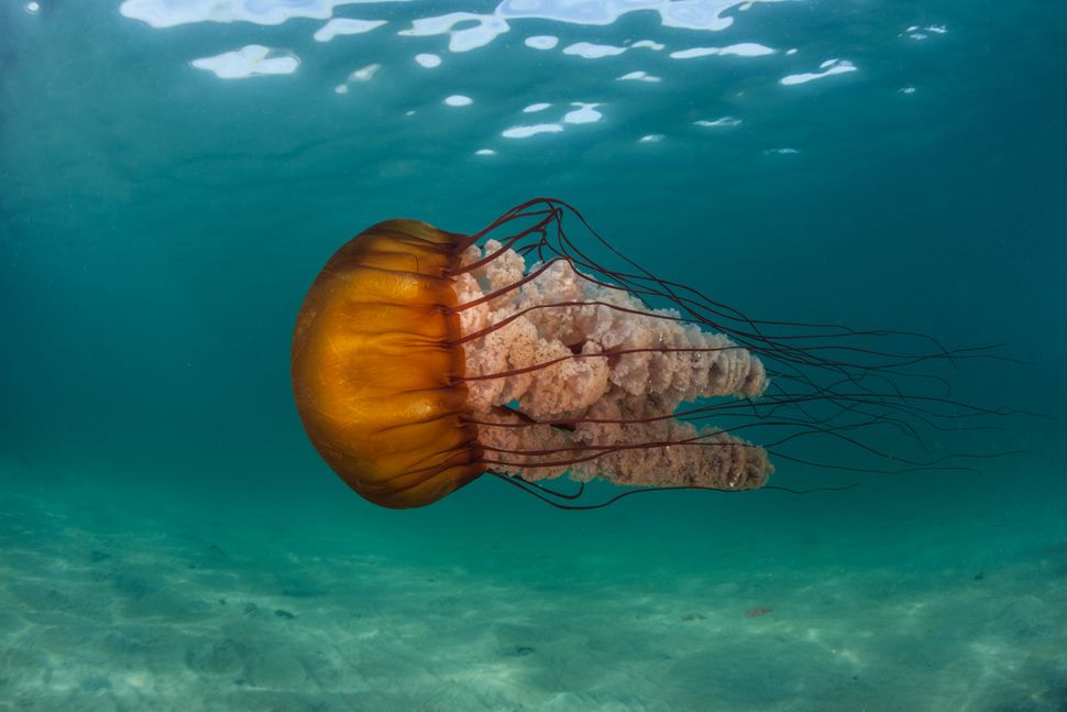 This Is What It Sounds Like at the Bottom of the Ocean | Live Science