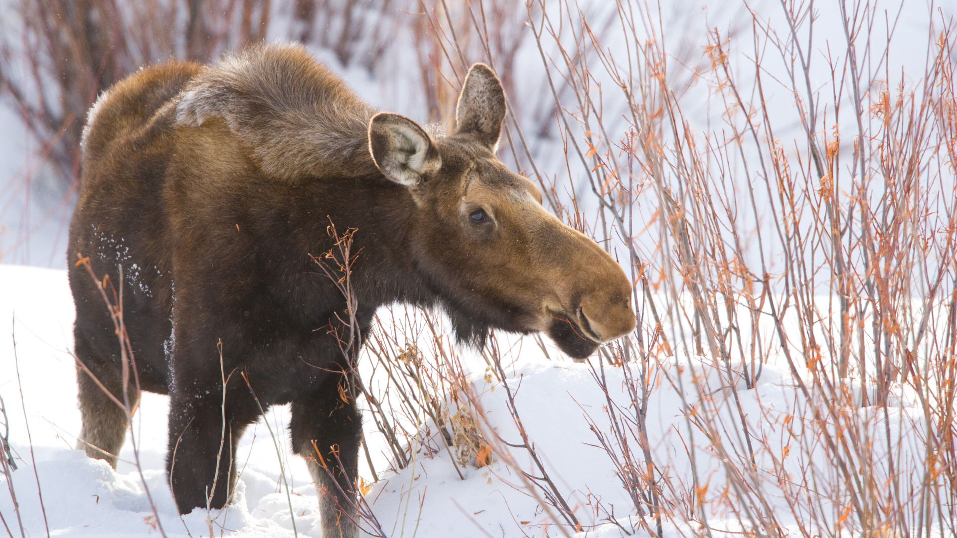 Watch what happens when a wayward moose gets loose at Colorado ski ...