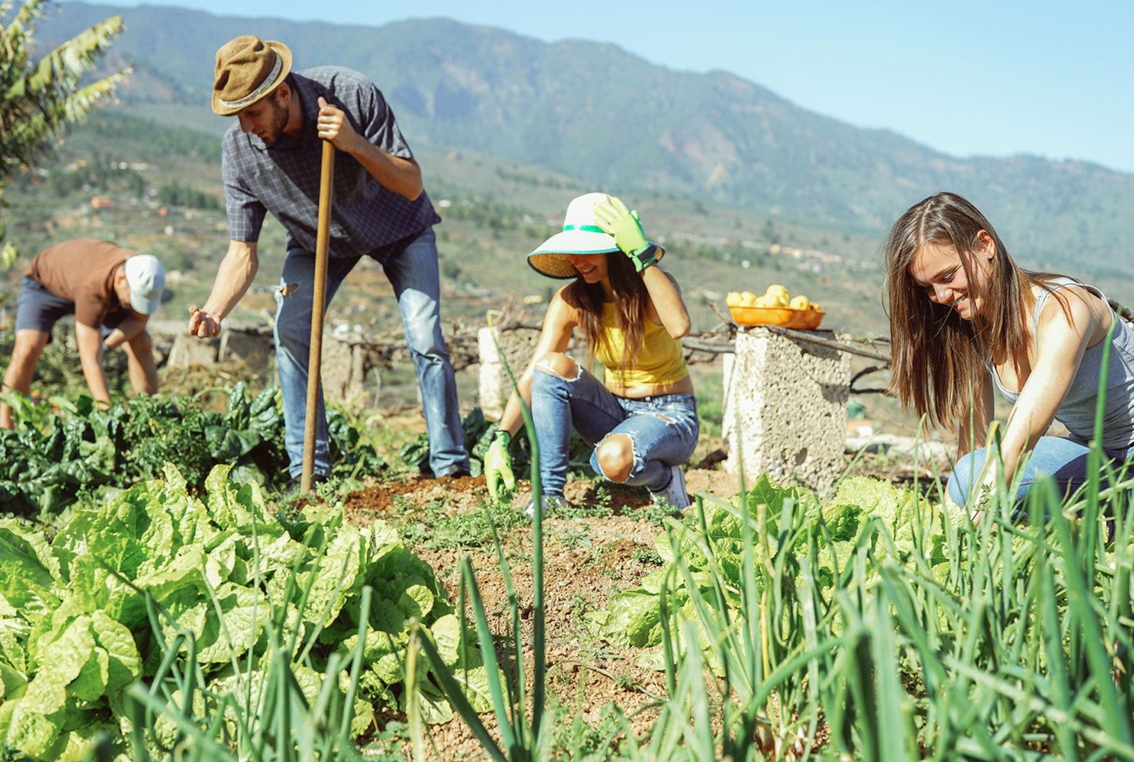 Veggie Gardening In The Mountains: Growing High Altitude Vegetables ...