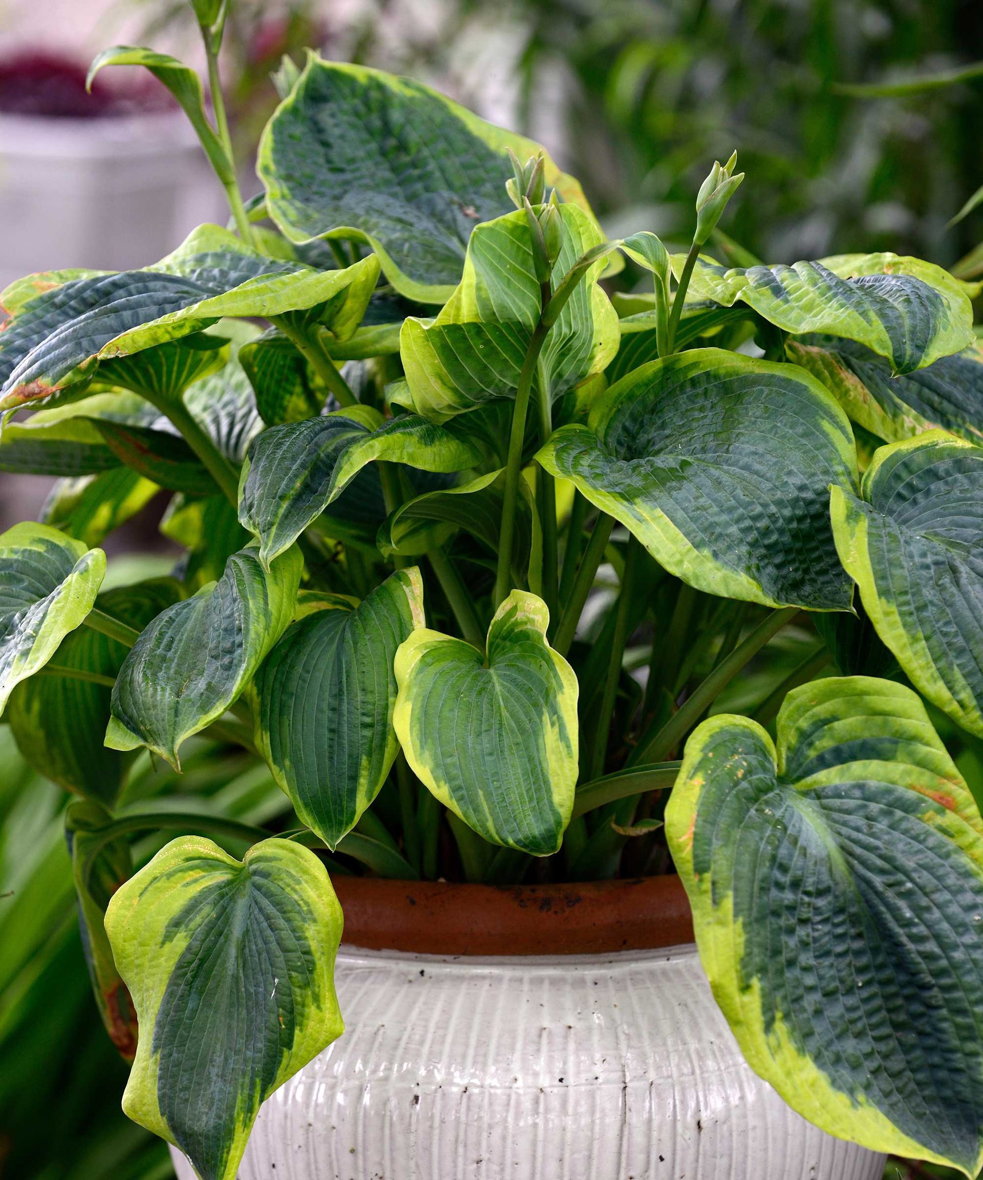 How to grow hostas in pots: container tips for these plants | Homes and ...