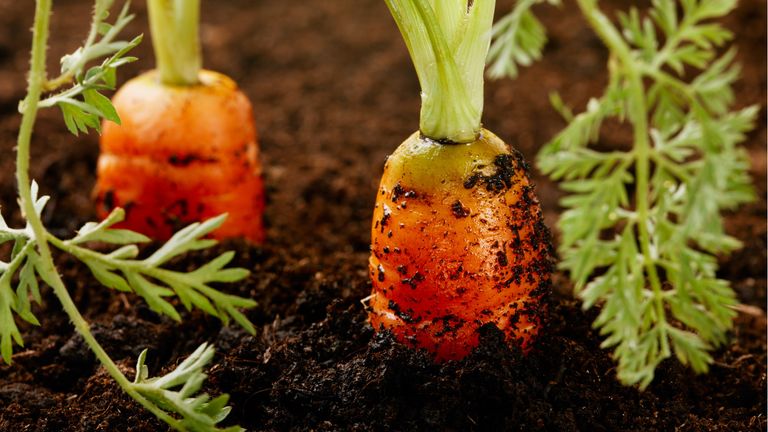 How to grow carrots indoors: 5 expert tips | Homes and Gardens