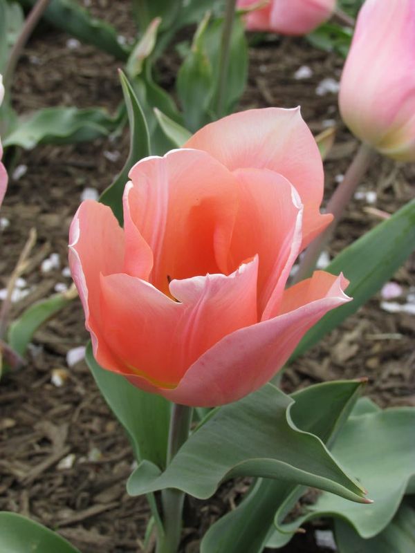 Tips & Information about Tulips | Gardening Know How
