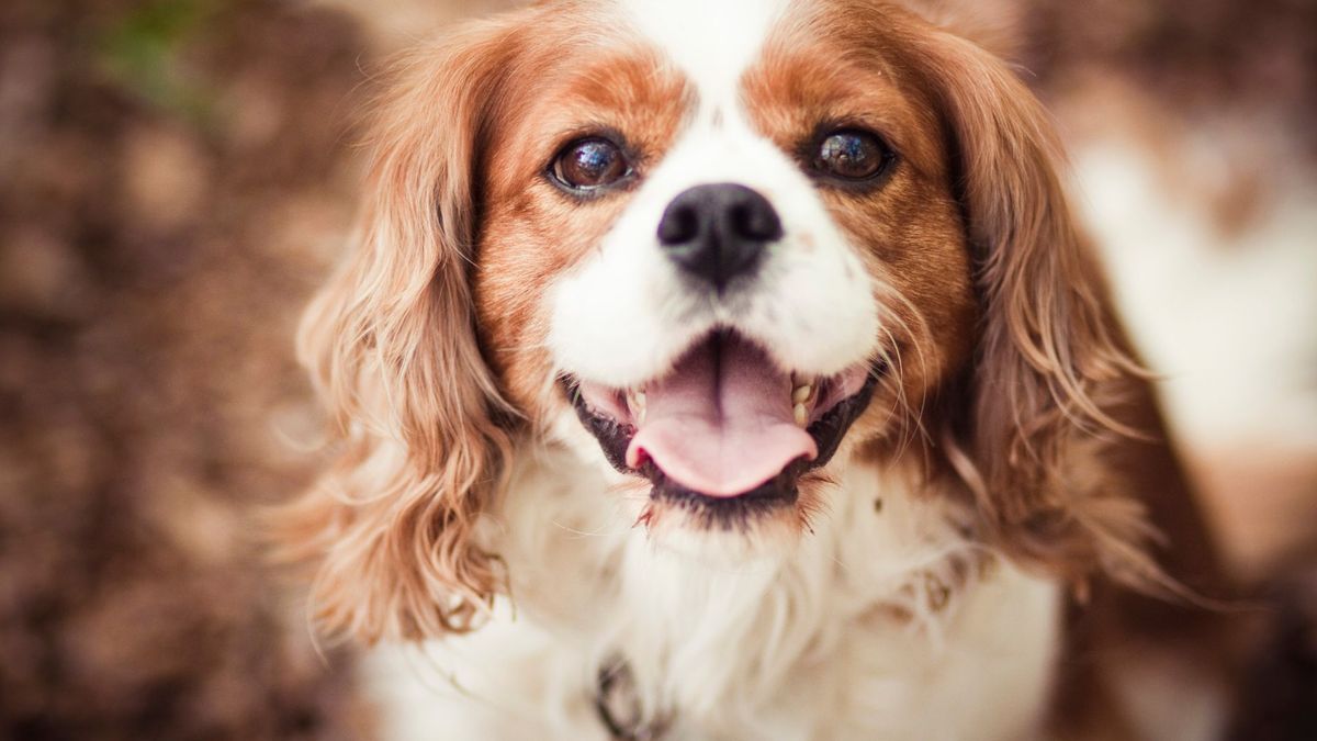 32 of the easiest dog breeds to take care of | PetsRadar