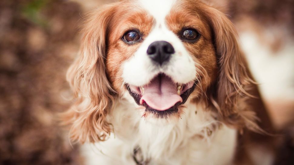 32 of the easiest dog breeds to take care of | PetsRadar