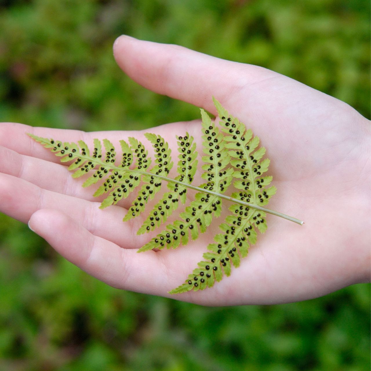 How to propagate a fern – three methods to fill your home | Ideal Home
