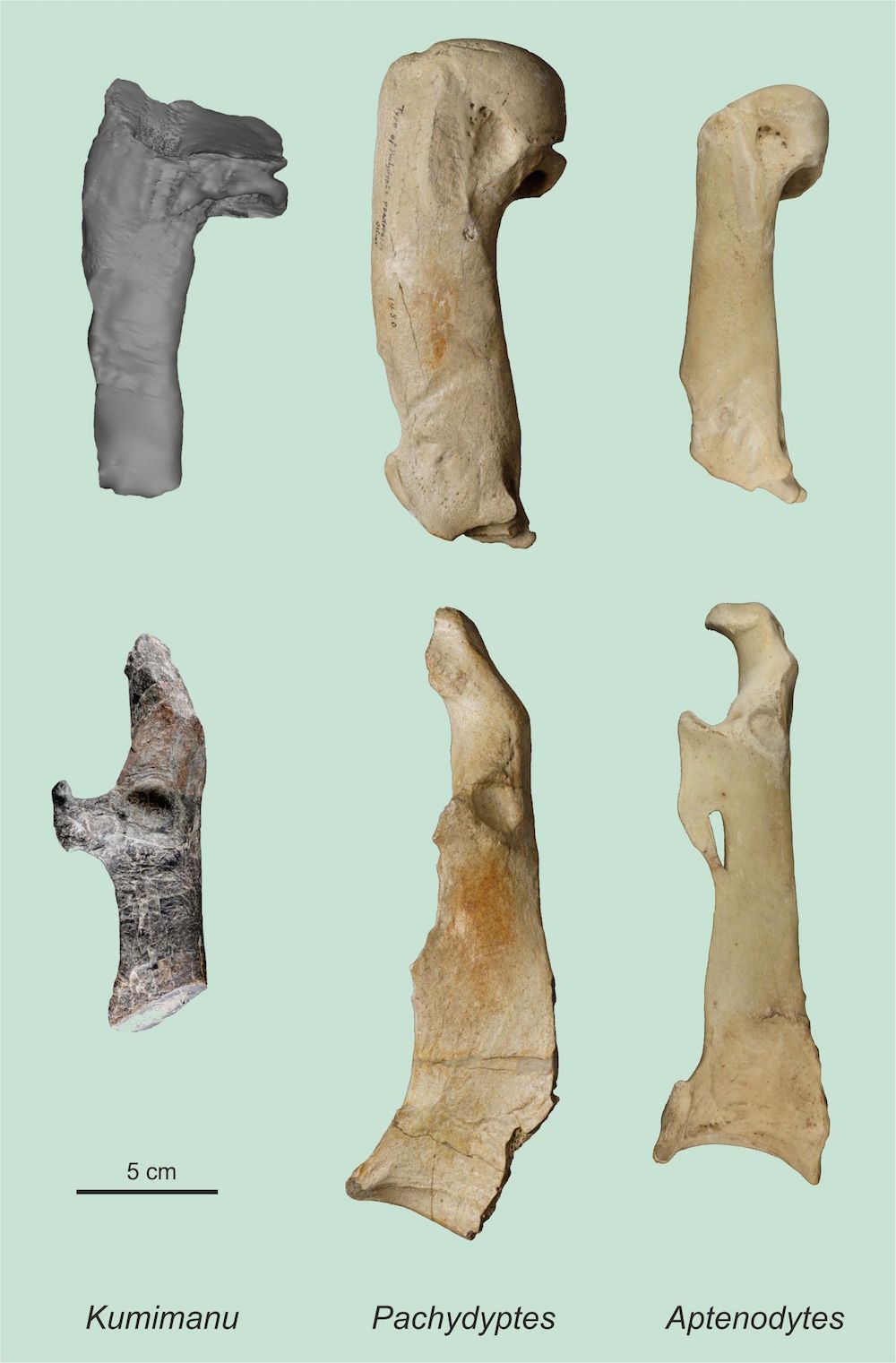 Giant Penguin: This Ancient Bird Was As Tall As a Refrigerator | Live ...