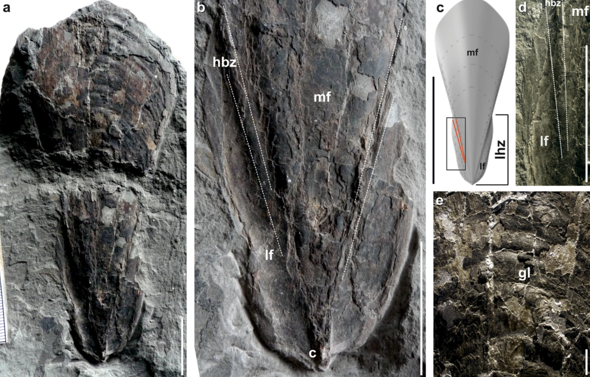 Vampire squid fossil 'lost' during the Hungarian Revolution ...