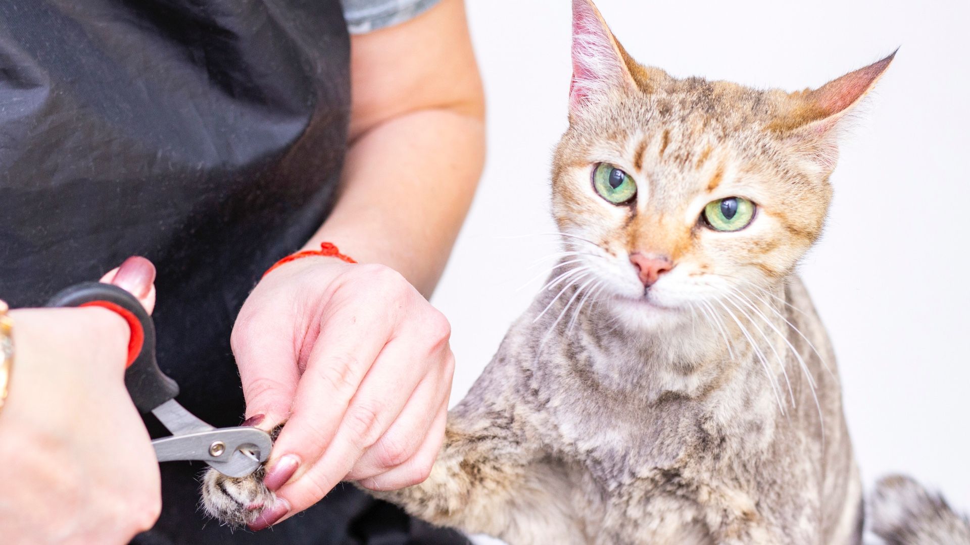Nail trims for your pet don’t need to be stressful thanks to this ...